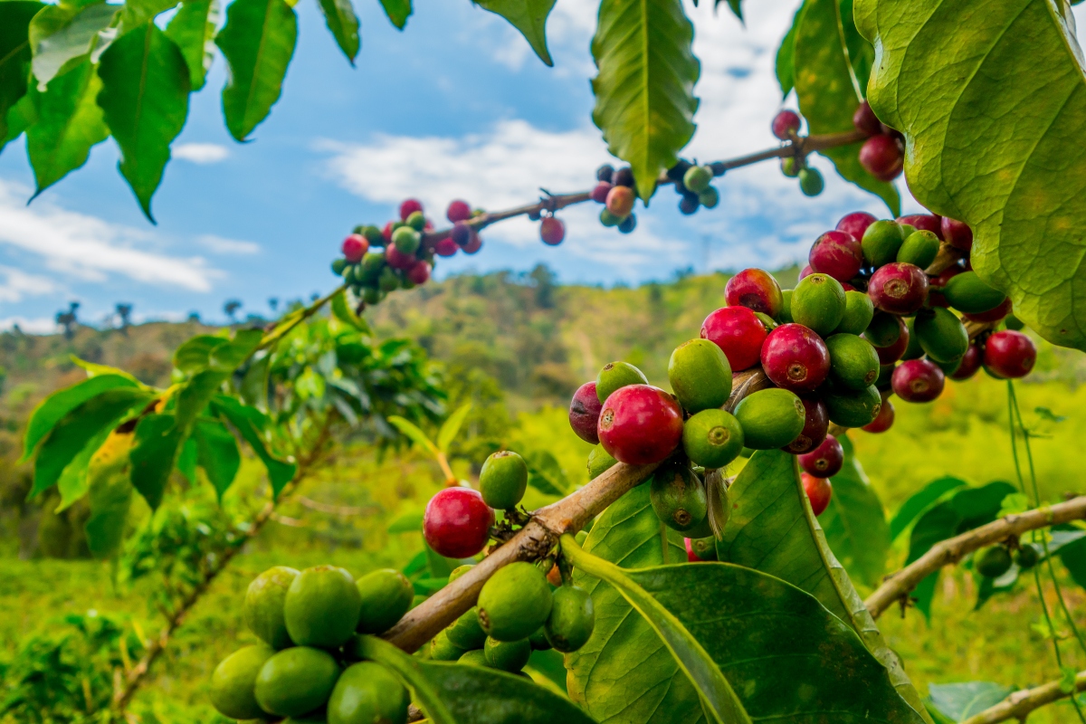 Everything You Need to Know About Coffee Berry & Health - Erin Palinski ...